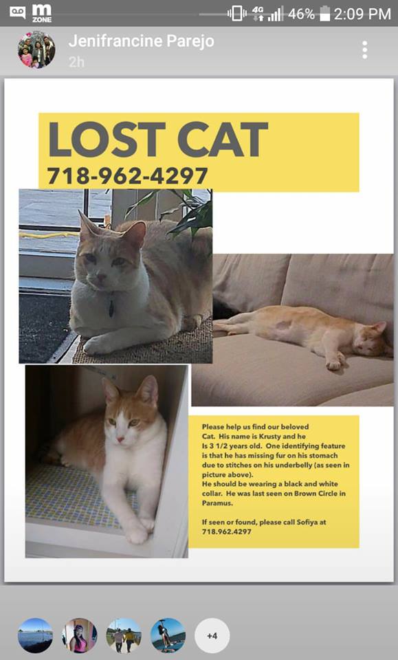 Lost Cat (Paramus, New Jersey) - Krusty