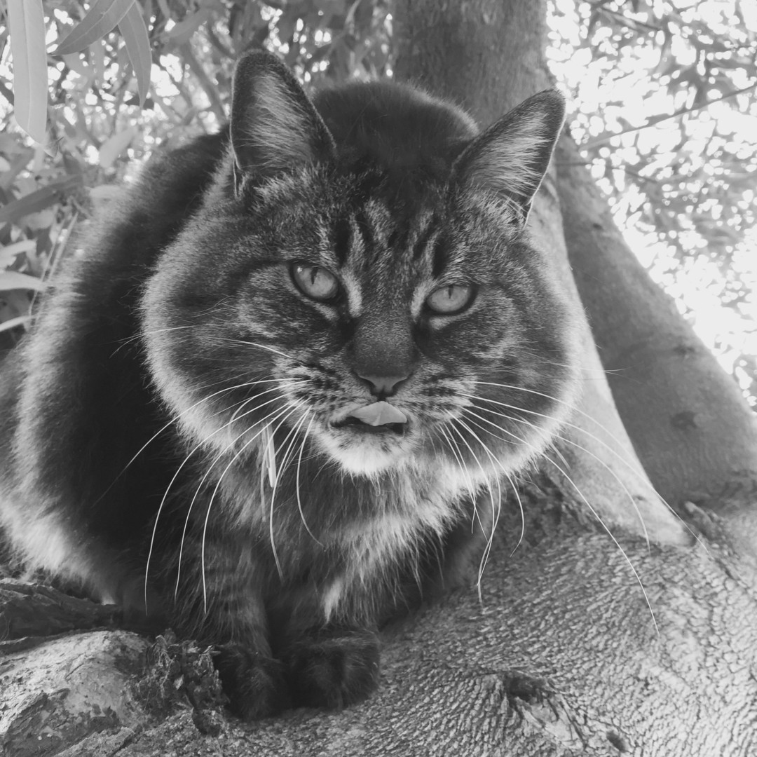 Lost Cat (Phoenix, Arizona) - Chloe