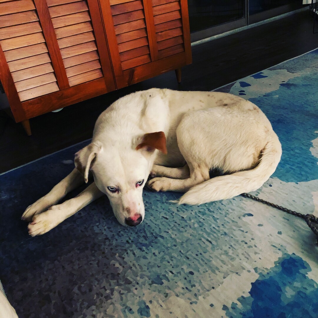 Lost Dog (Austin, Texas) - Macaroon