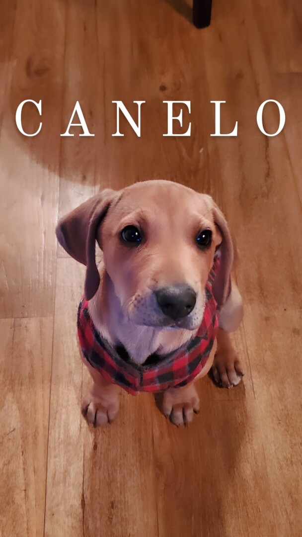 Lost Dog (Perris, California) - Canelo