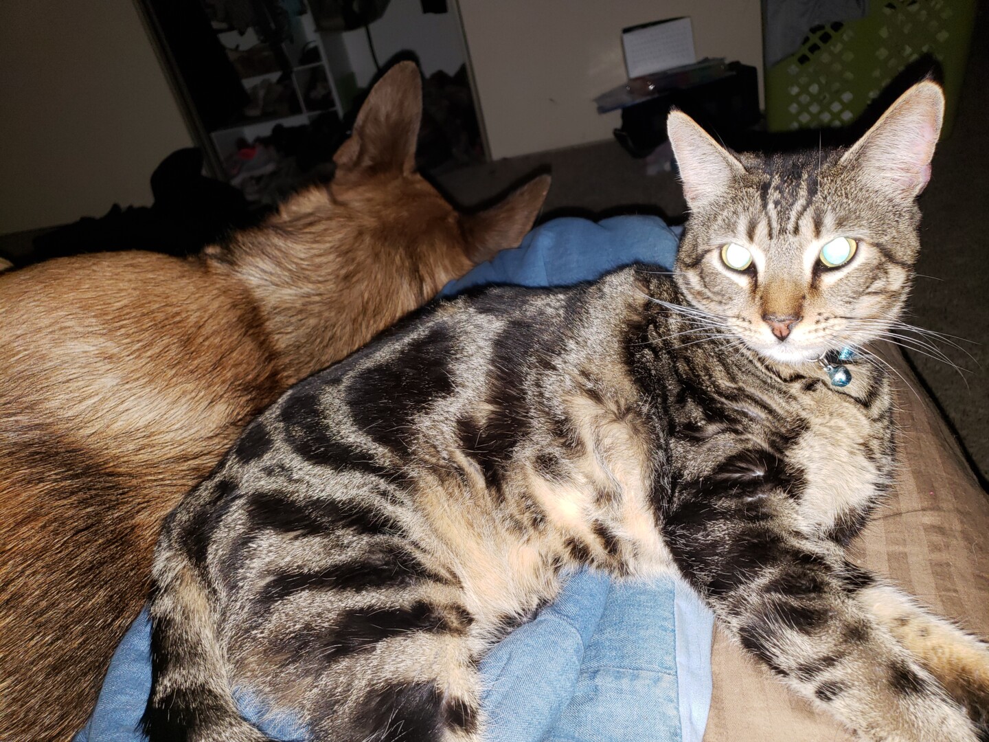 Lost Cat (Brea, California) - Prince