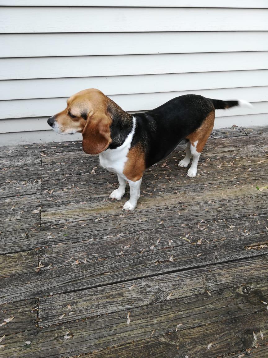 Lost Dog (Bowie, Maryland) - Cassie Marie