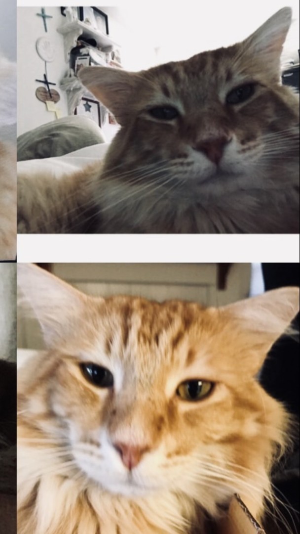 Lost Cat (Lake Elsinore, California) - Orangie