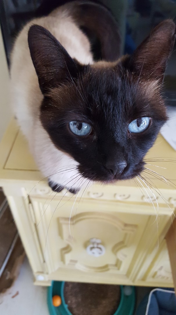 Lost Cat (Springfield, Ohio) - Simi