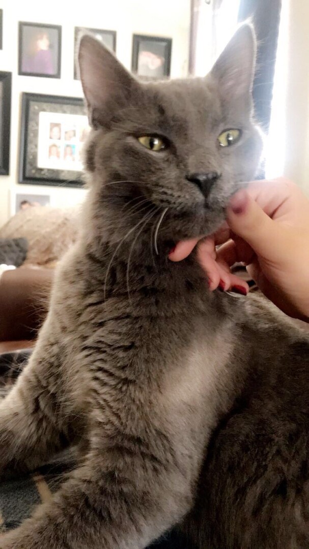 Lost Cat (Owasso, Oklahoma) - Finn