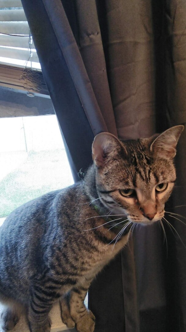 Lost Cat (Warren, Michigan) - Boo Boo Kitty