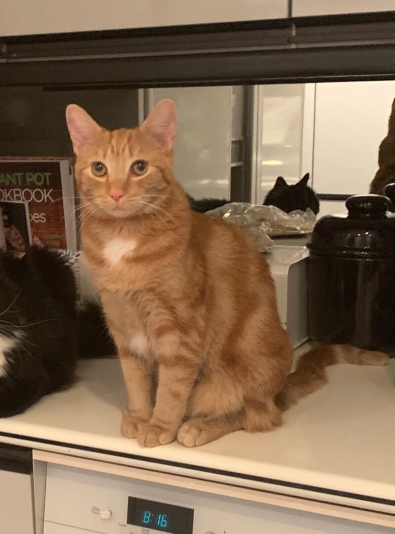 Lost Cat (Buffalo, New York) - Neo