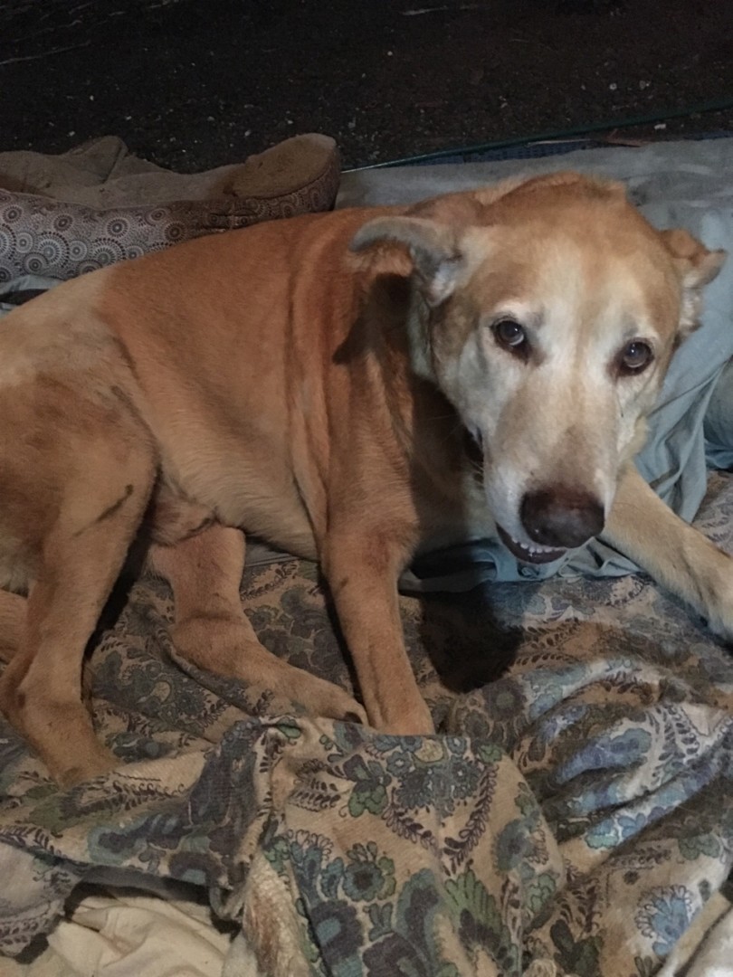 Lost Dog (Pāhoa, Hawaii) - Adobo