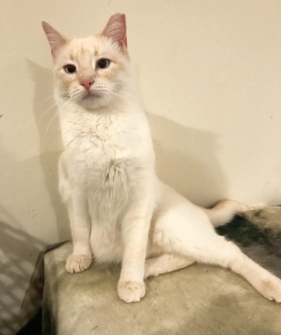 Lost Cat (Springfield, Virginia) - Cashmere