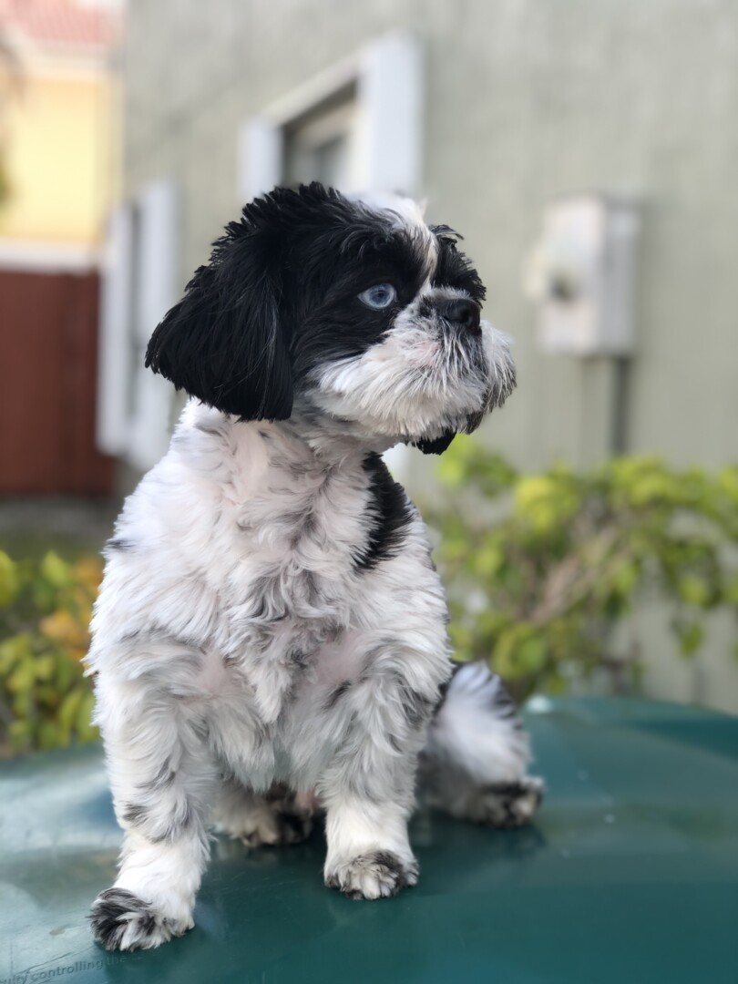 Lost Dog (Miami, Florida) - Oreo