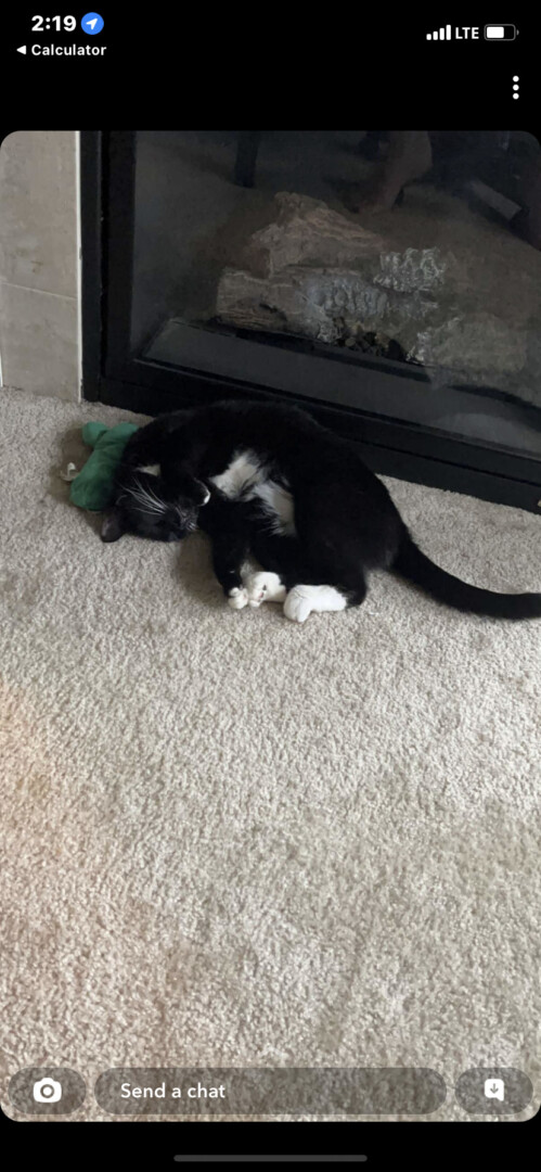 Lost Cat (Victor, New York) - Rango