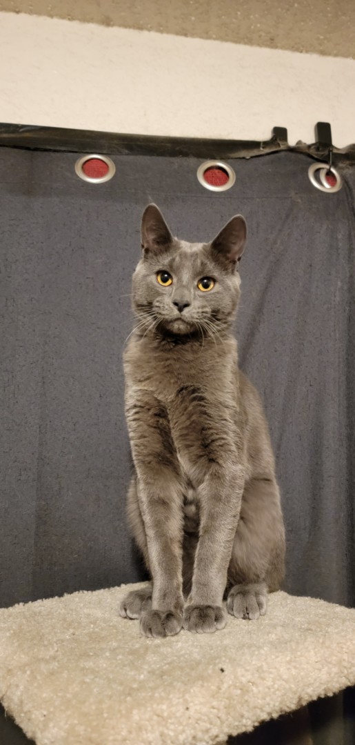 Lost Cat (Kent, Washington) - Odin