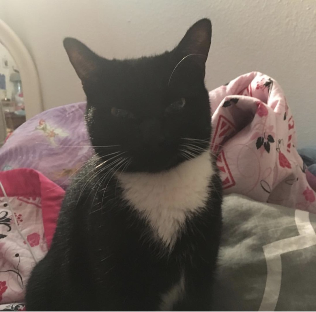 Lost Cat (Corning, California) - Coco