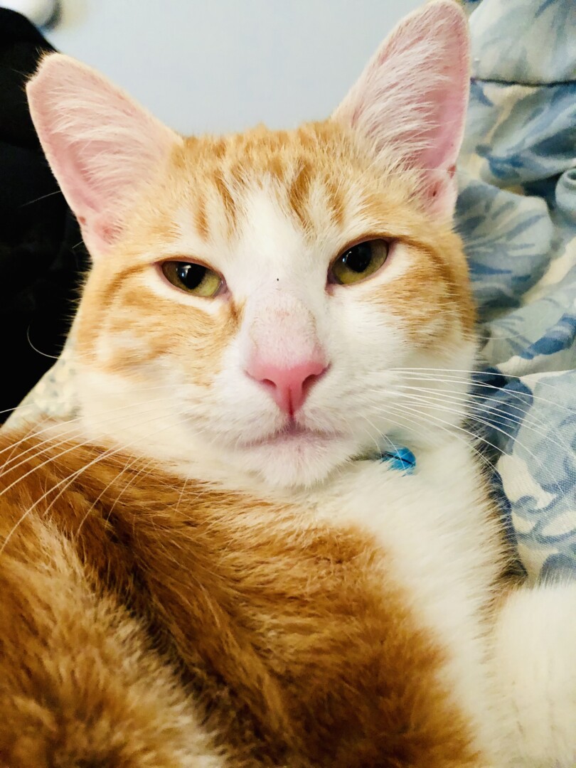 Lost Cat (Aloha, Oregon) - Ohm