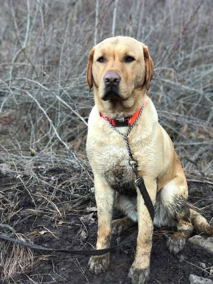 Lost Dog (Finley, Washington) - Elliot