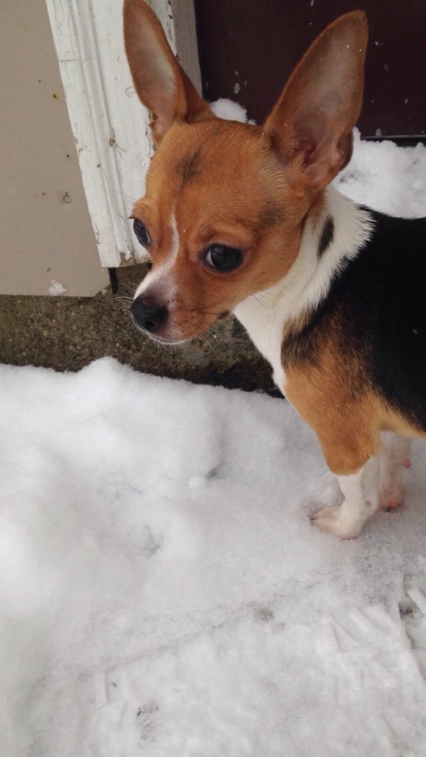 Lost Dog (Pinckney, Michigan) - Rita