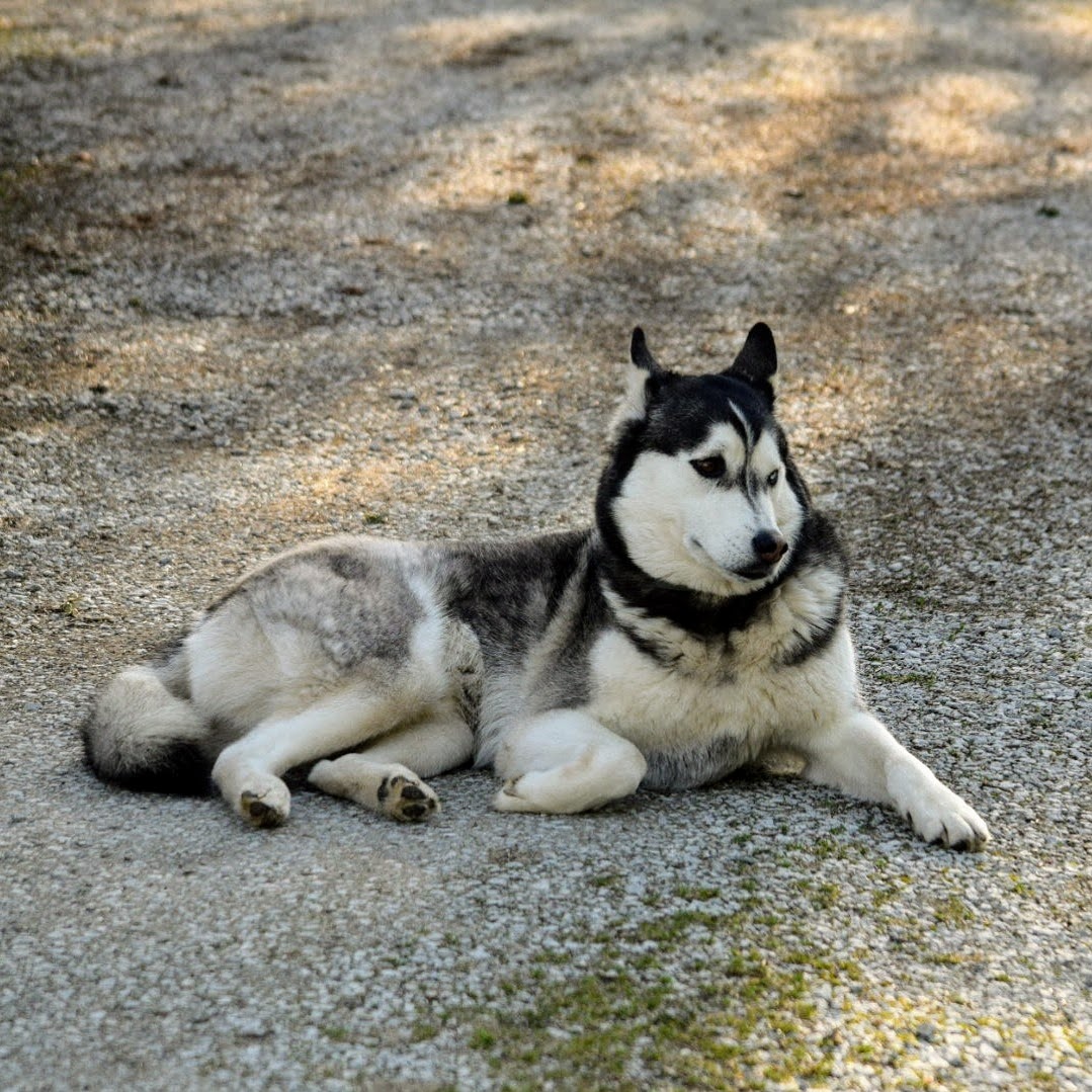 Lost Dog (Niles, Michigan) - Kato