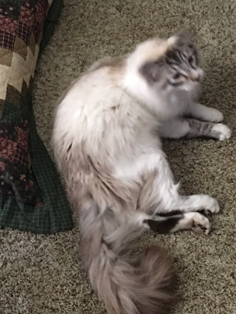 Lost Cat (Anderson, California) - Chad