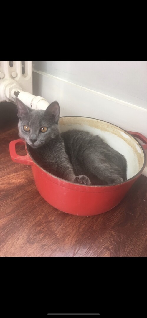 Lost Cat (Minneapolis, Minnesota) - Nima