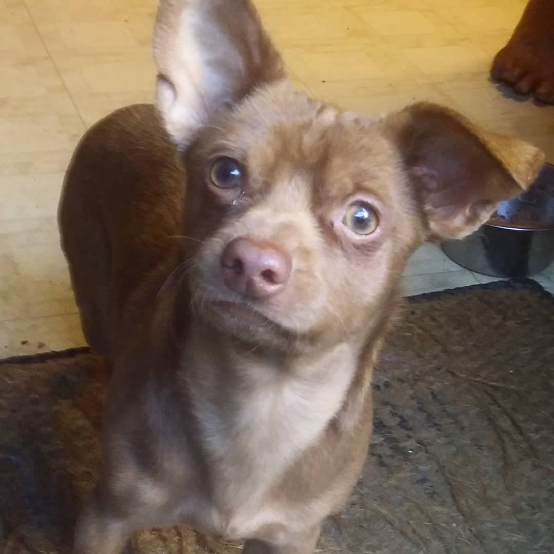 Lost Dog (Fresno, California) - Alexander