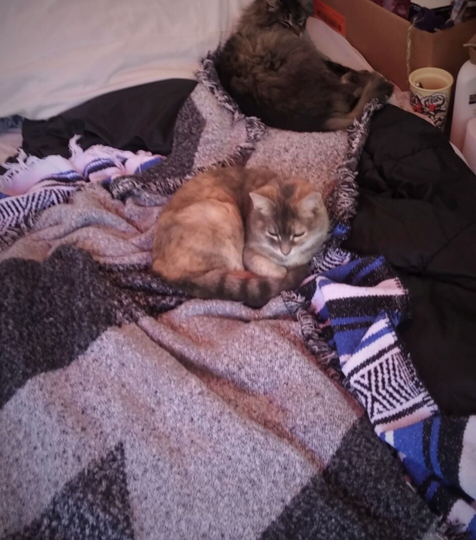 Lost Cat (Portland, Oregon) - Baby Daisy