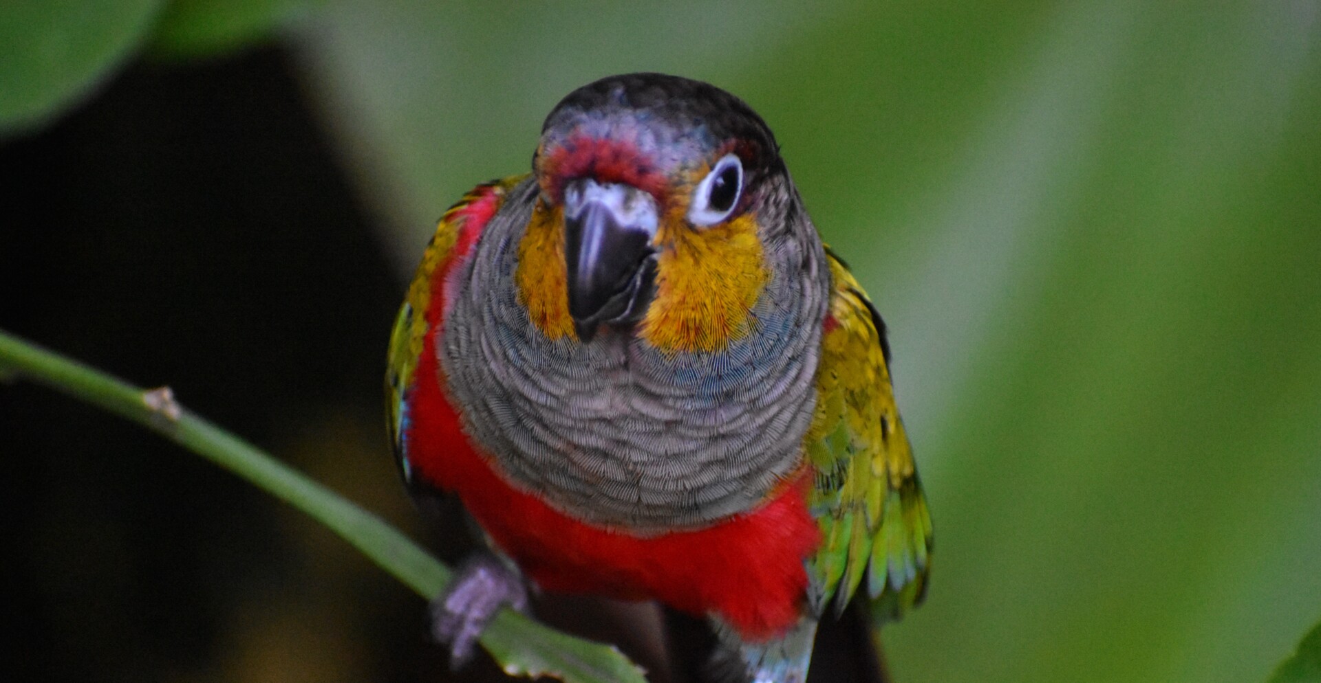 Lost Bird (Paia, Hawaii) - Manu