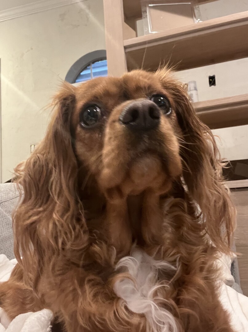 Lost Dog (Dallas, Texas) - Poppy