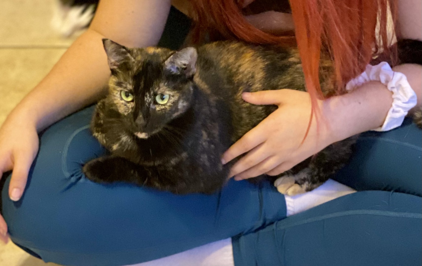 Lost Cat (Reddick, Florida) - Rosie