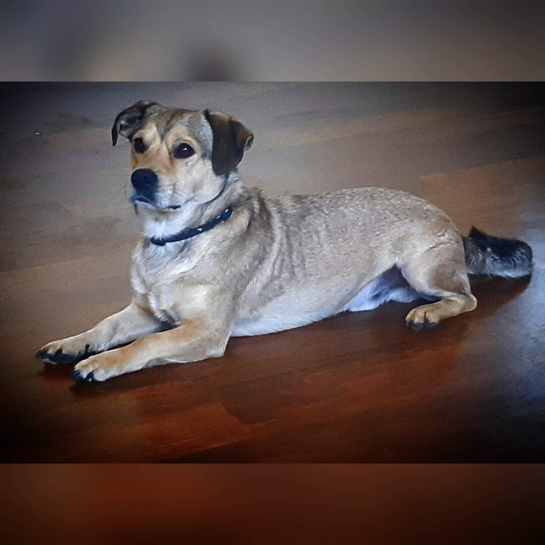 Lost Dog (Visalia, California) - Finn