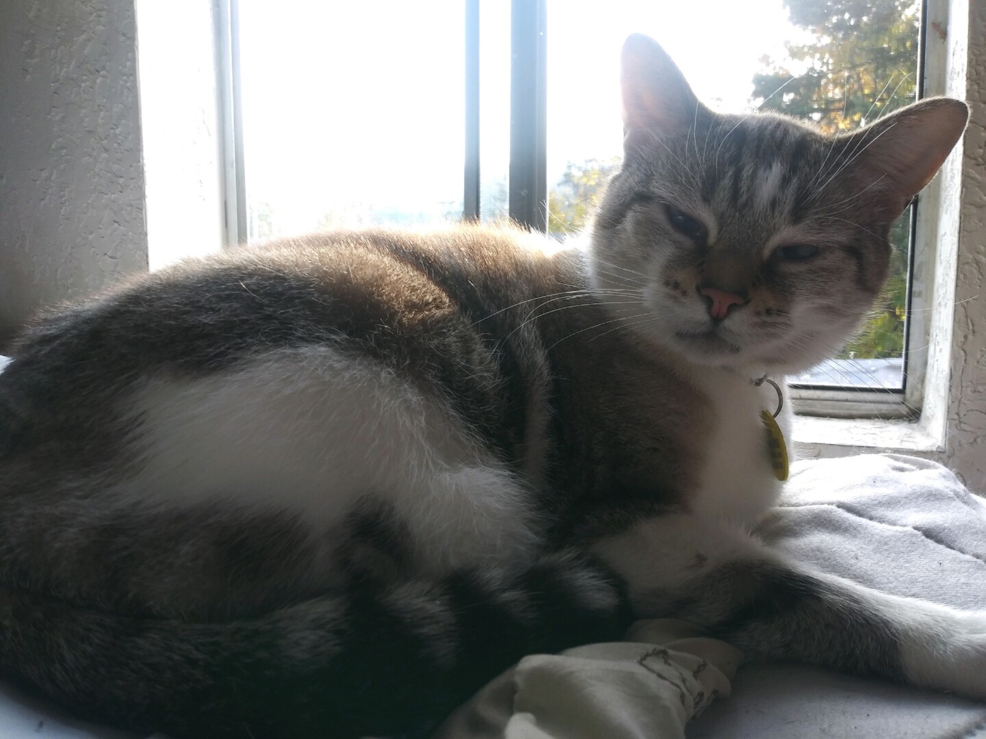 Lost Cat (Lyons, Oregon) - Wendude