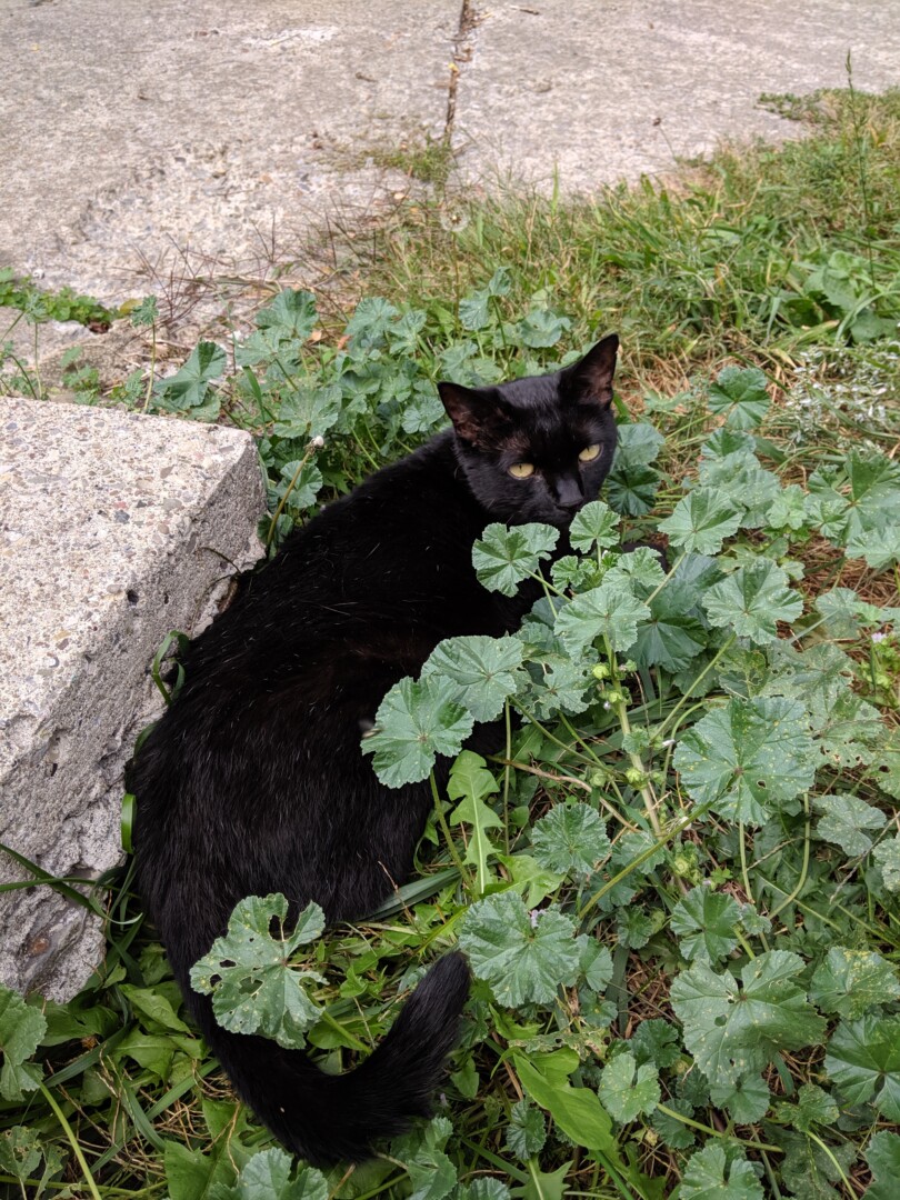 Lost Cat (Ithaca, New York) - Bubba