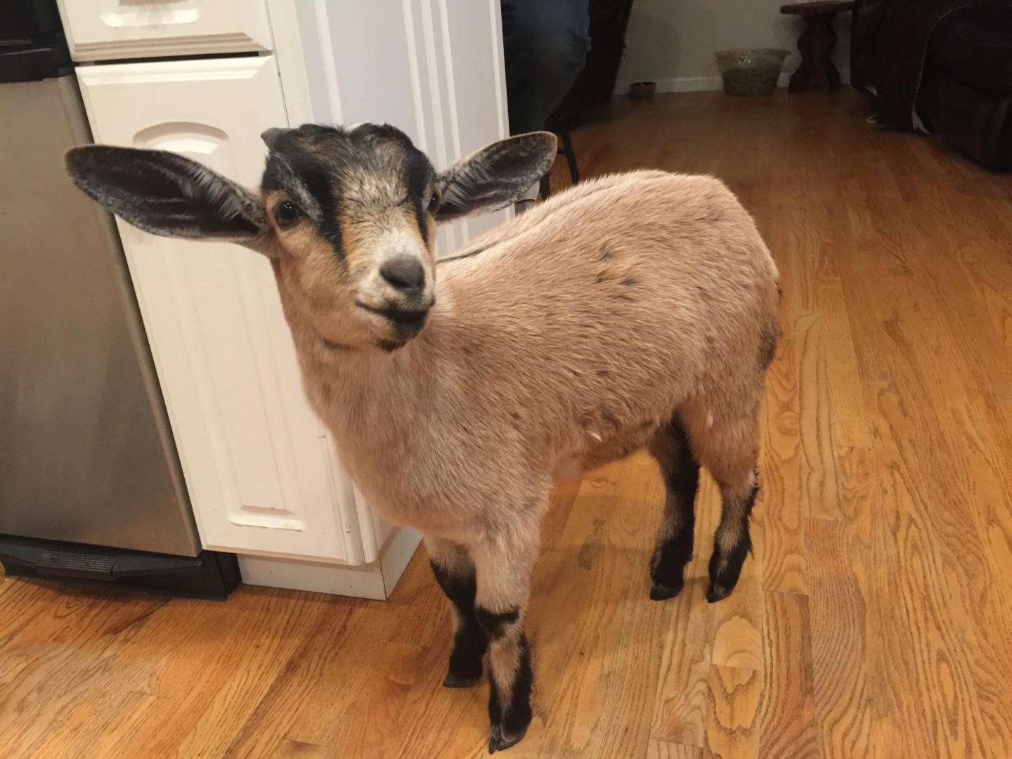Lost Other (Elbert, Colorado) - Goat David