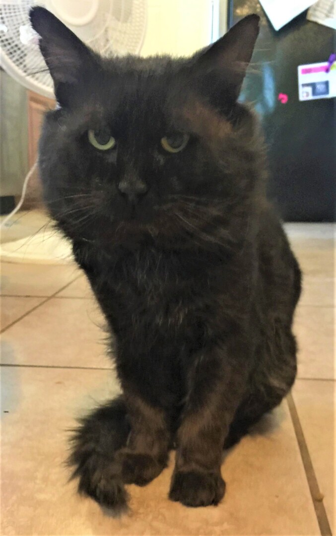 Lost Cat (Joshua Tree, California) - Joey