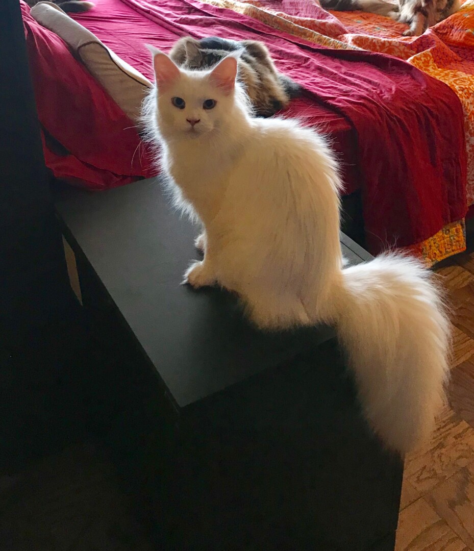 Lost Cat (North Bergen, New Jersey) - Ginger