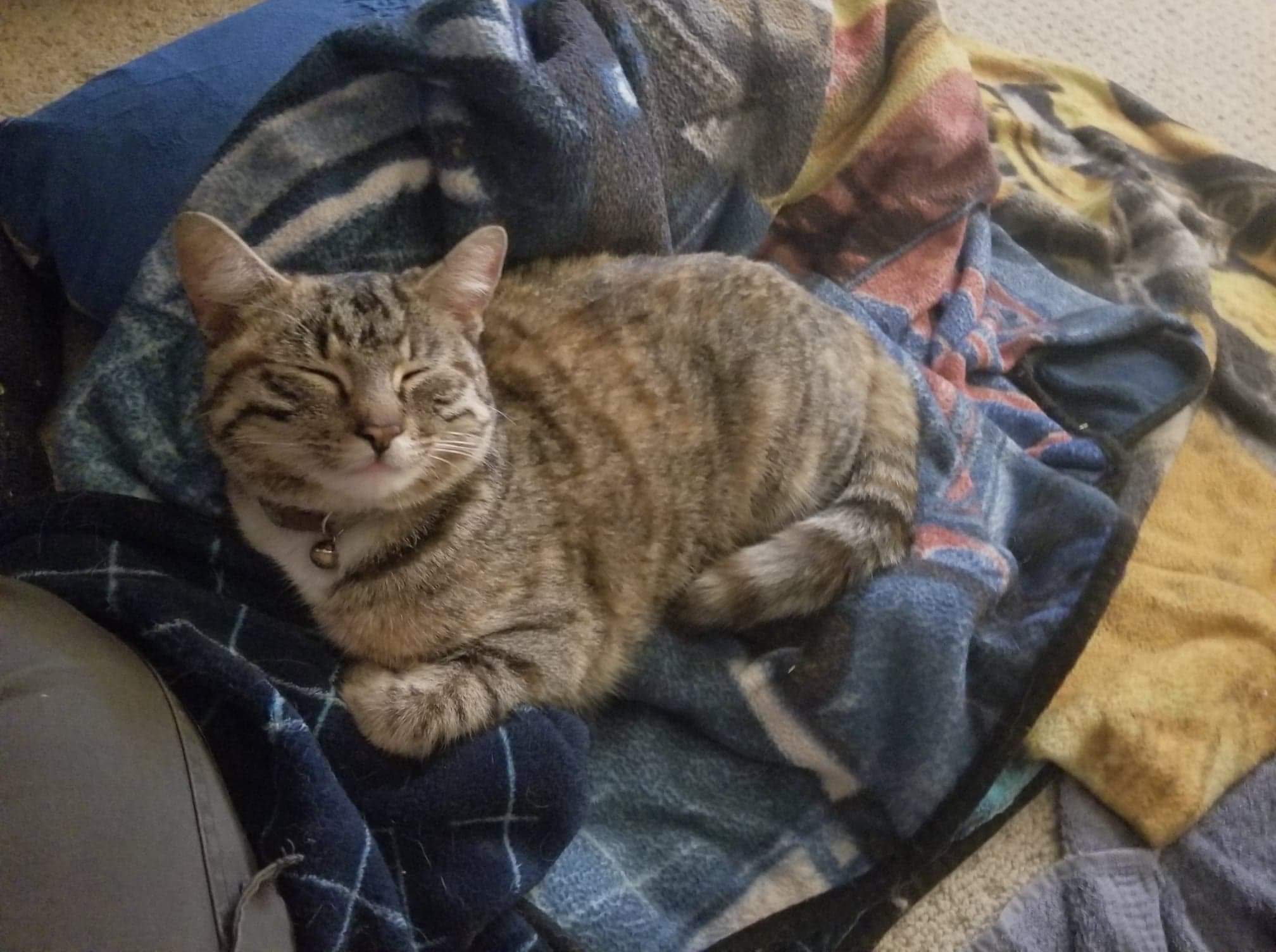 Lost Cat (Spartanburg, South Carolina) - Nk