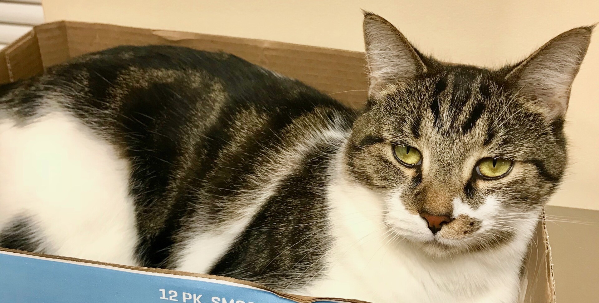 Lost Cat (Cincinnati, Ohio) - Coco