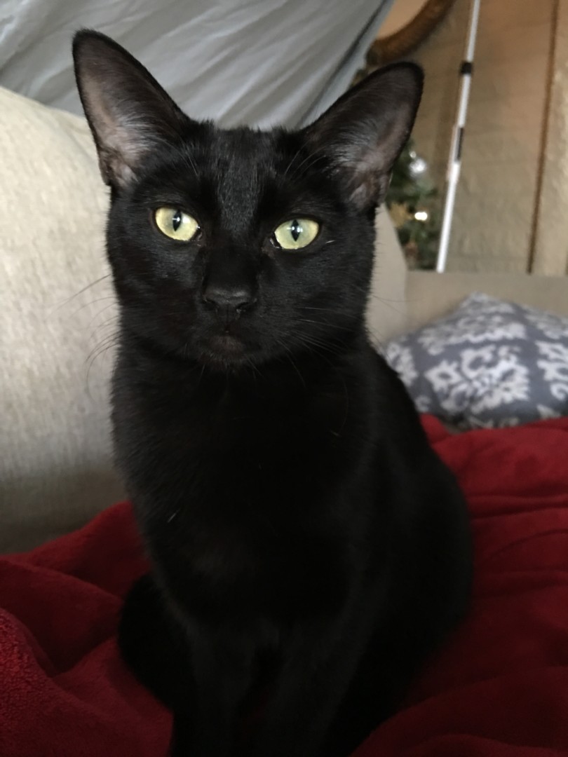 Lost Cat (Oregon City, Oregon) - Mj