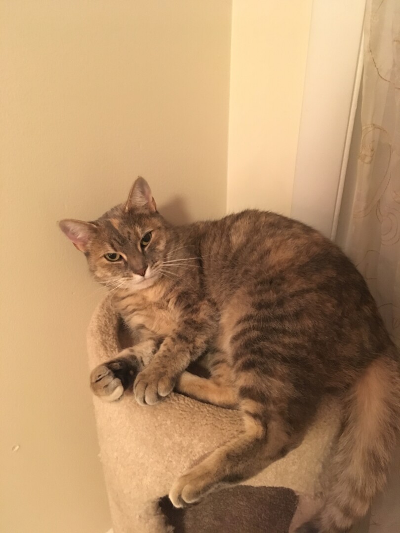 Lost Cat (Bangor, Maine) - Maizy