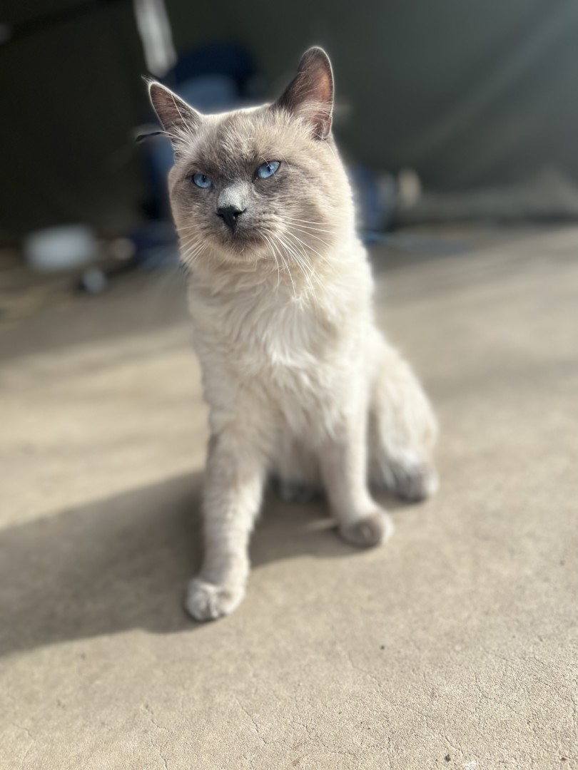 Lost Cat (Ogden, Utah) - Yeti