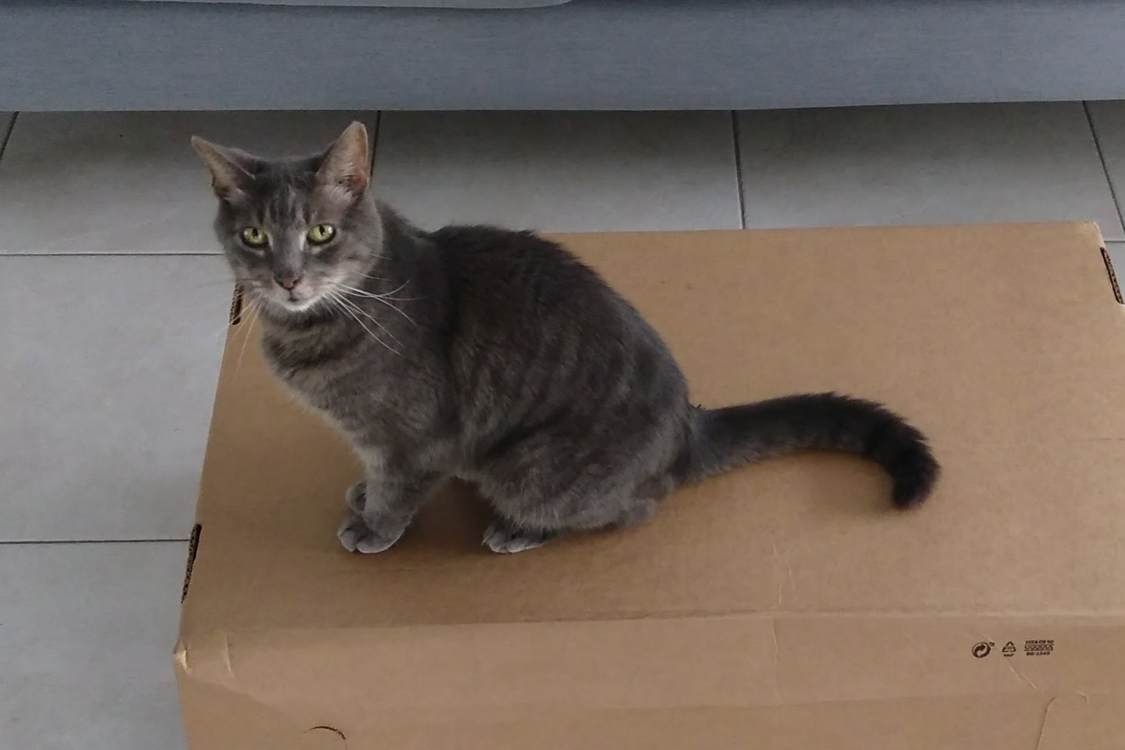 Lost Cat (Fort Lauderdale, Florida) - Allister