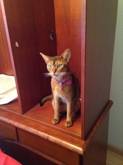 Lost Cat (Castro Valley, California) - Beignet