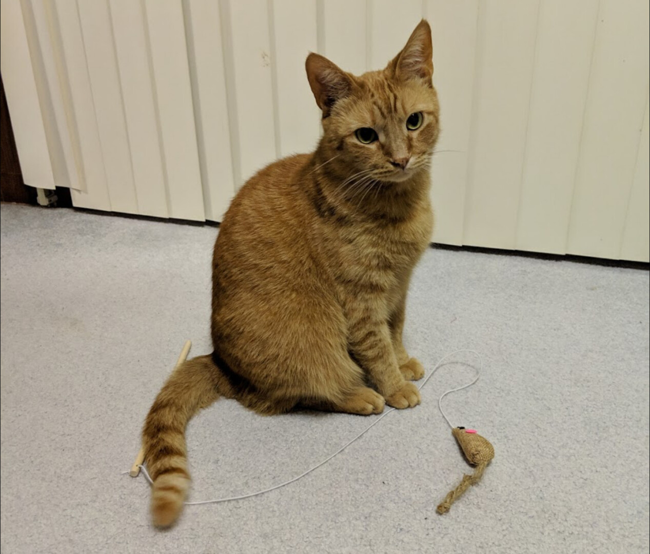 Lost Cat (Daly City, California) - Purrcy