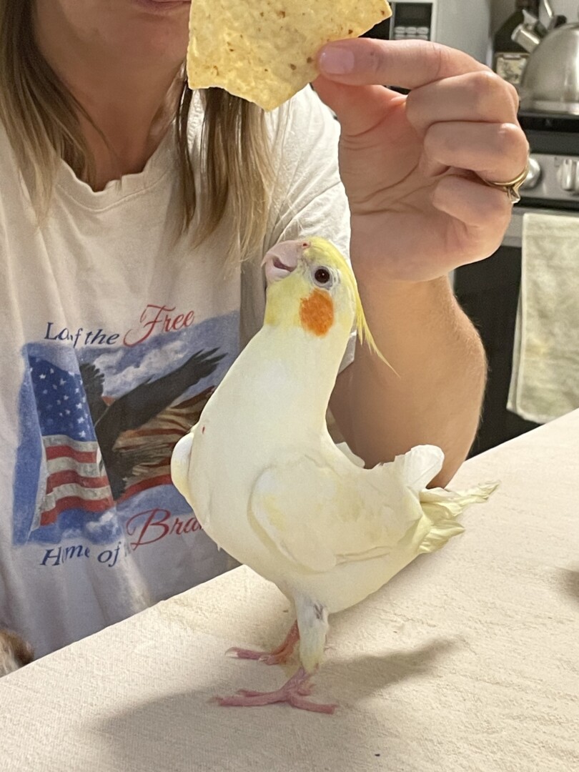 Lost Bird (Los Angeles, California) - Pikachu