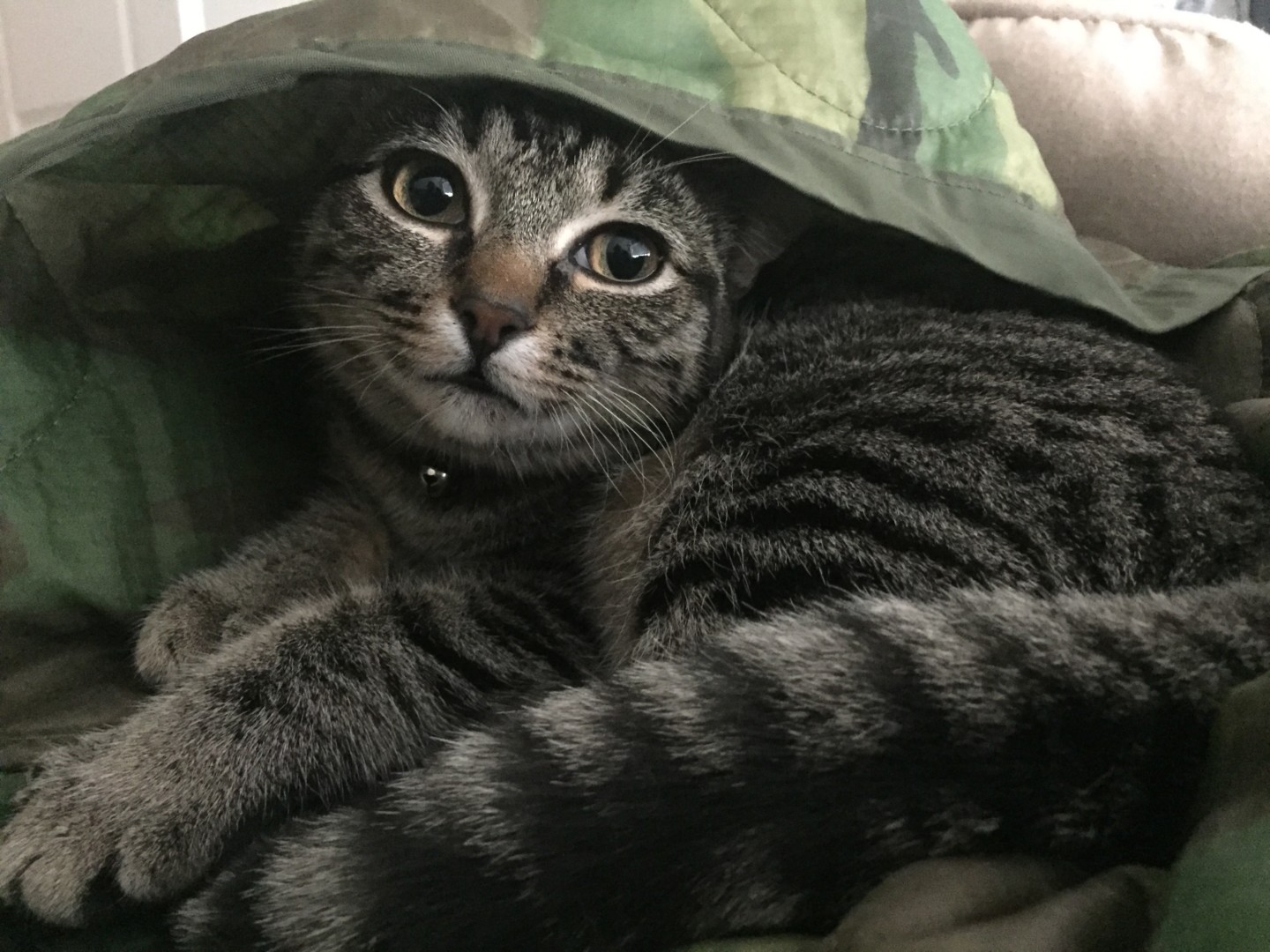 Lost Cat (Post Falls, Idaho) - Ruby