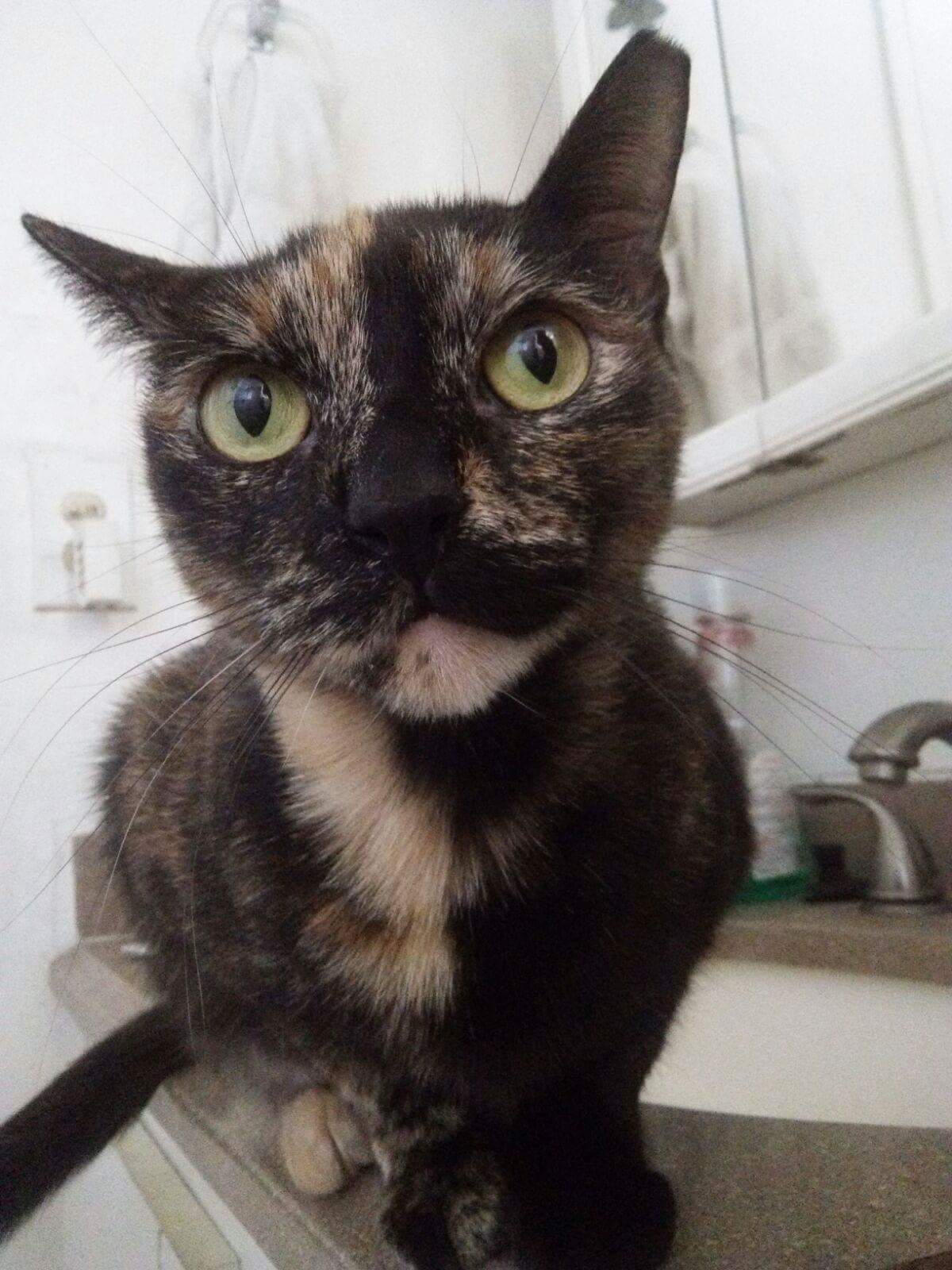 Lost Cat (Miami, Florida) - Tabby