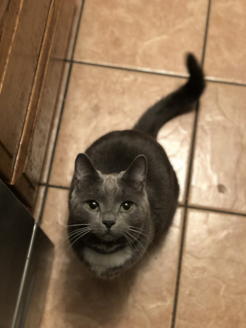 Lost Cat (Las Vegas, Nevada) - Binx
