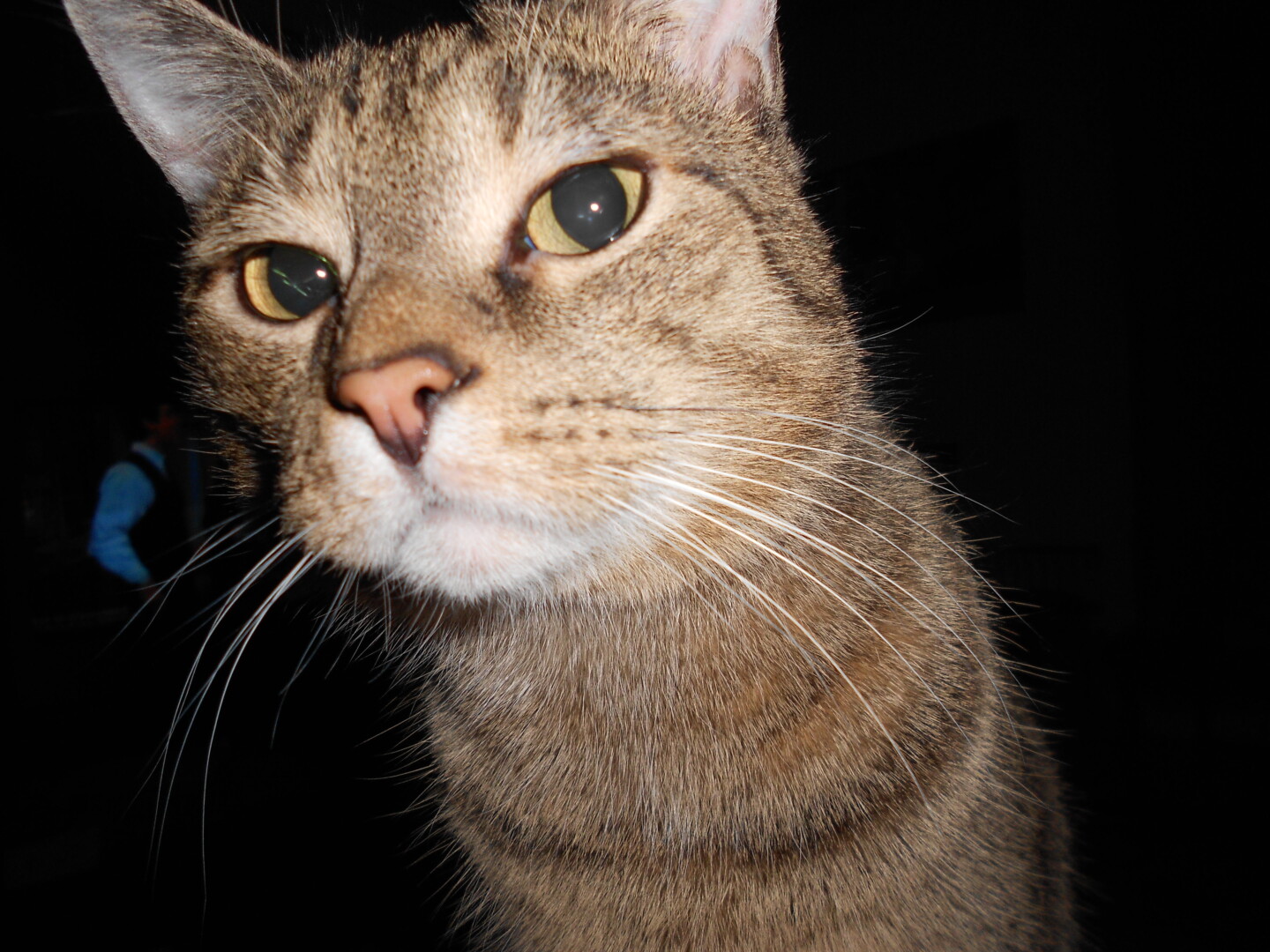 Lost Cat (Harrisburg, Pennsylvania) - Jeb