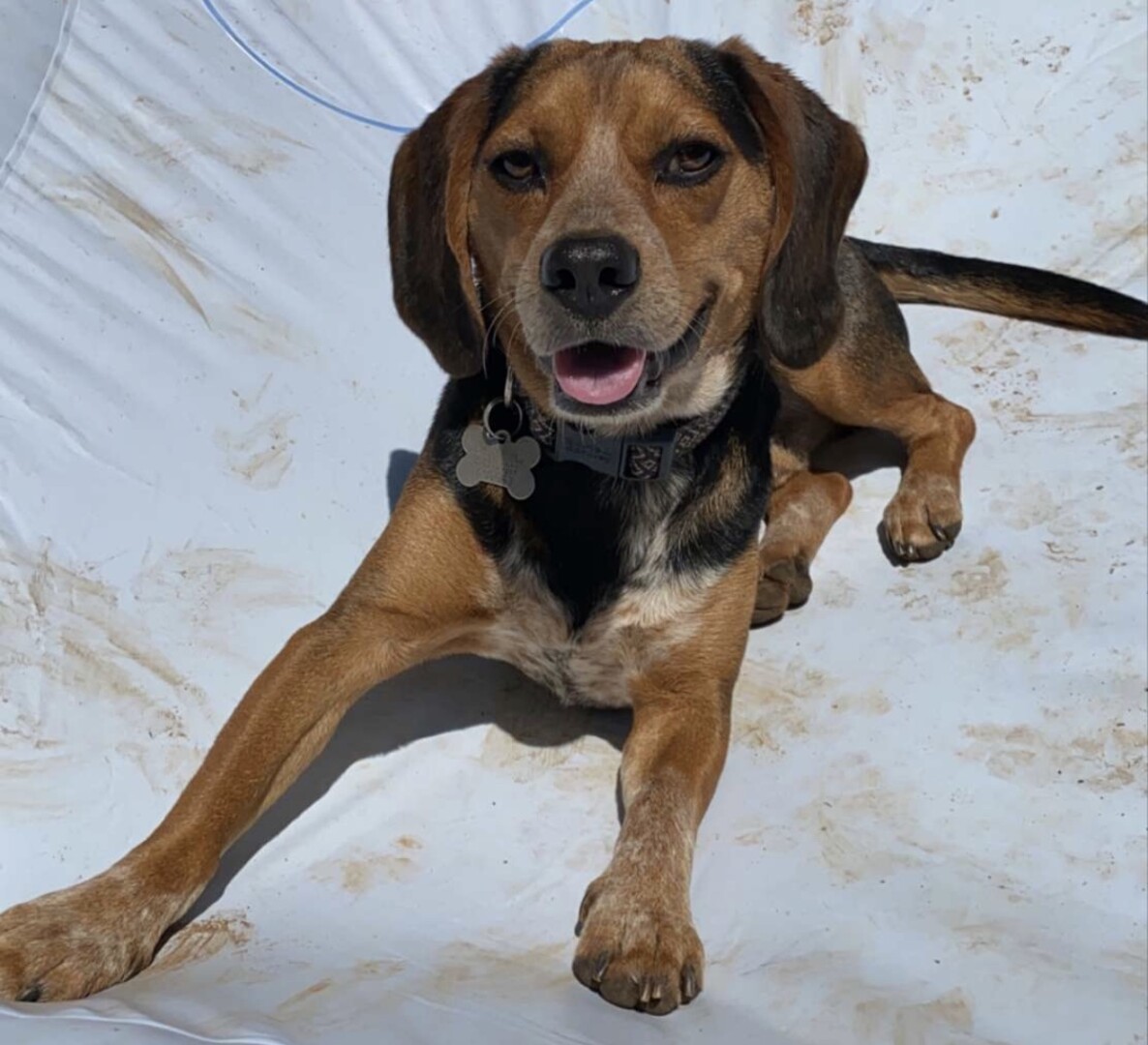 Lost Dog (Carrollton, Georgia) - Chipper