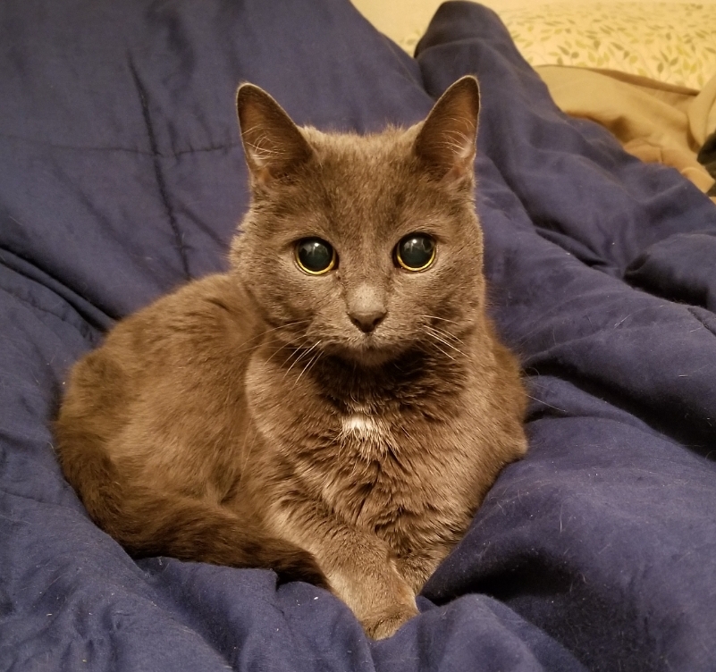 Lost Cat (Bellevue, Michigan) - Baby