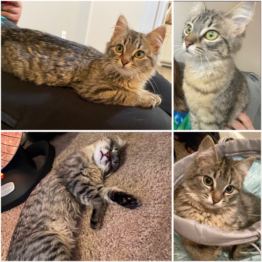 Lost Cat (Santa Rosa, California) - Nina